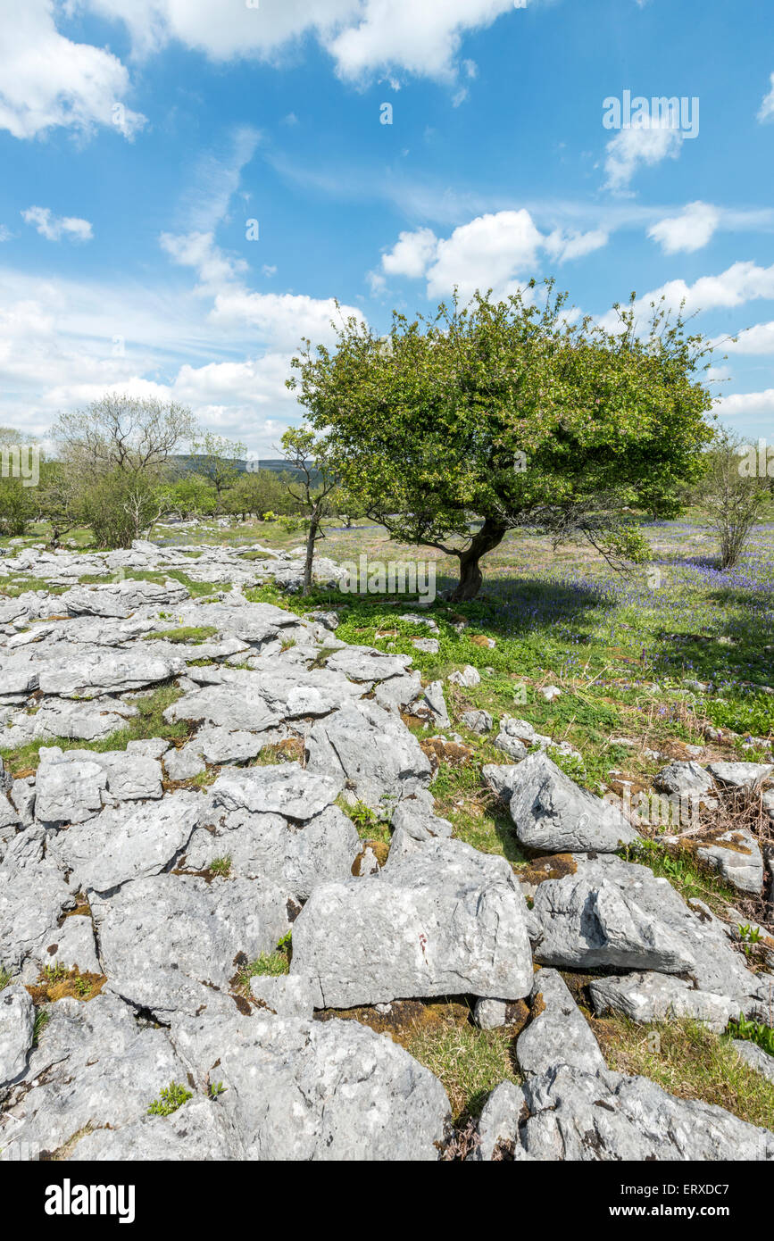 Crab Apple Tree and Limestone Clints at Wharfe Wood Stock Photo - Alamy