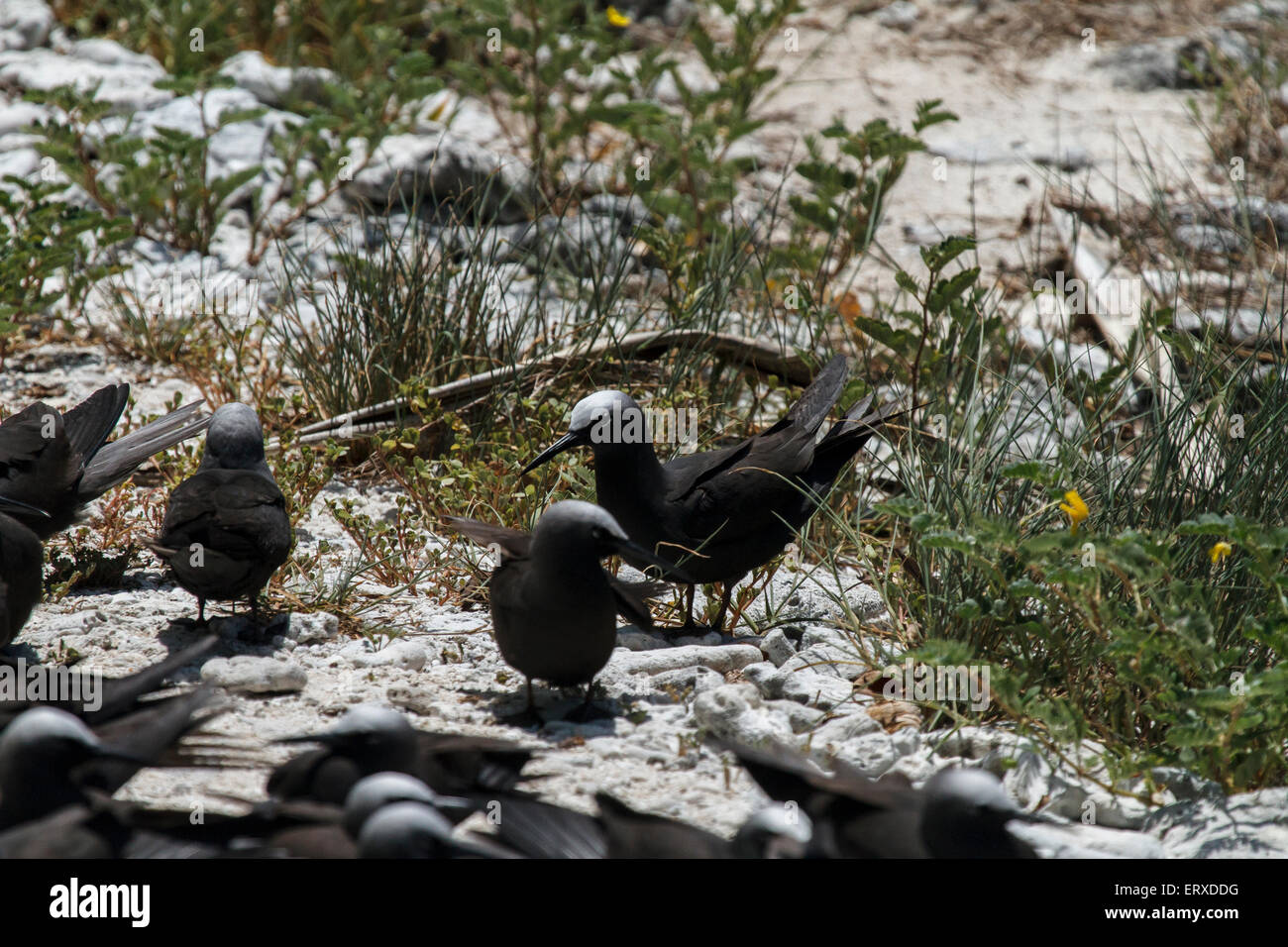 Black Noddy's at Lady Musgrave Island Stock Photo - Alamy