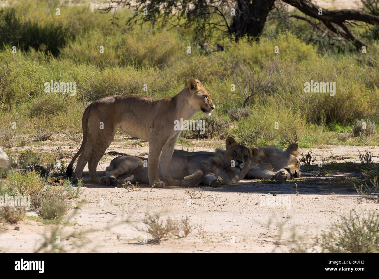 Lion Sleeping Under Tree High Resolution Stock Photography and Images ...
