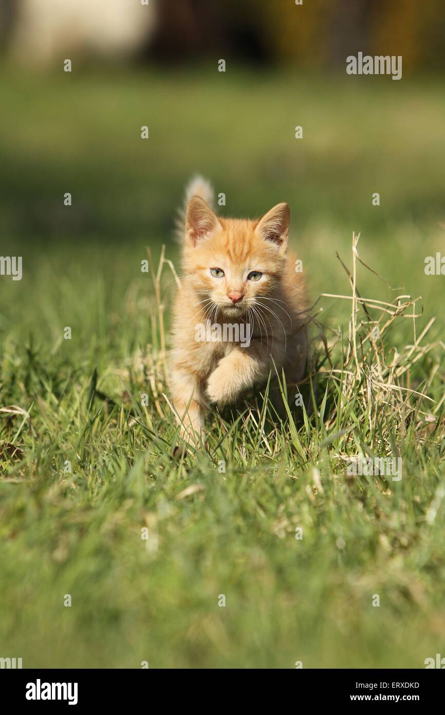 Kitten running hi-res stock photography and images - Alamy