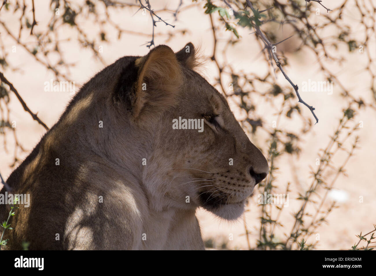 Lion face profile hi-res stock photography and images - Alamy