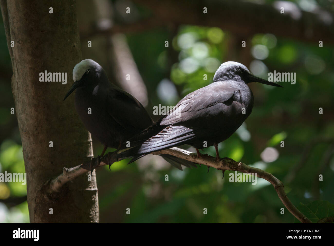 Black Noddy's at Lady Musgrave Island Stock Photo - Alamy