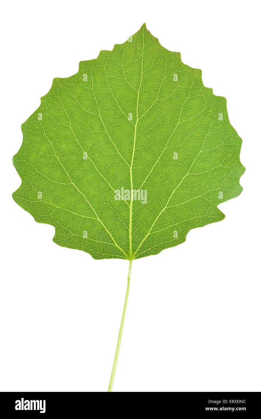 Aspen tree leaf isolated on white background Stock Photo - Alamy