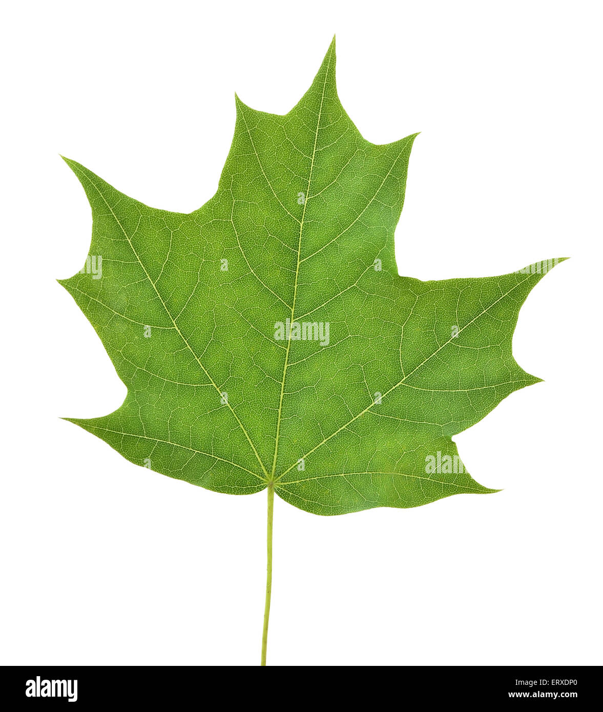 Maple leaf isolated on white background Stock Photo - Alamy