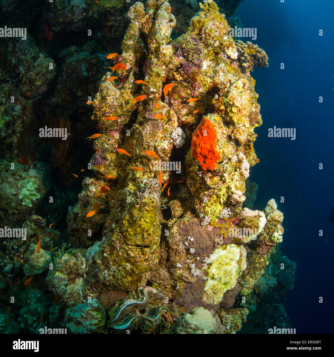 Landscape of Red Sea reef Stock Photo - Alamy