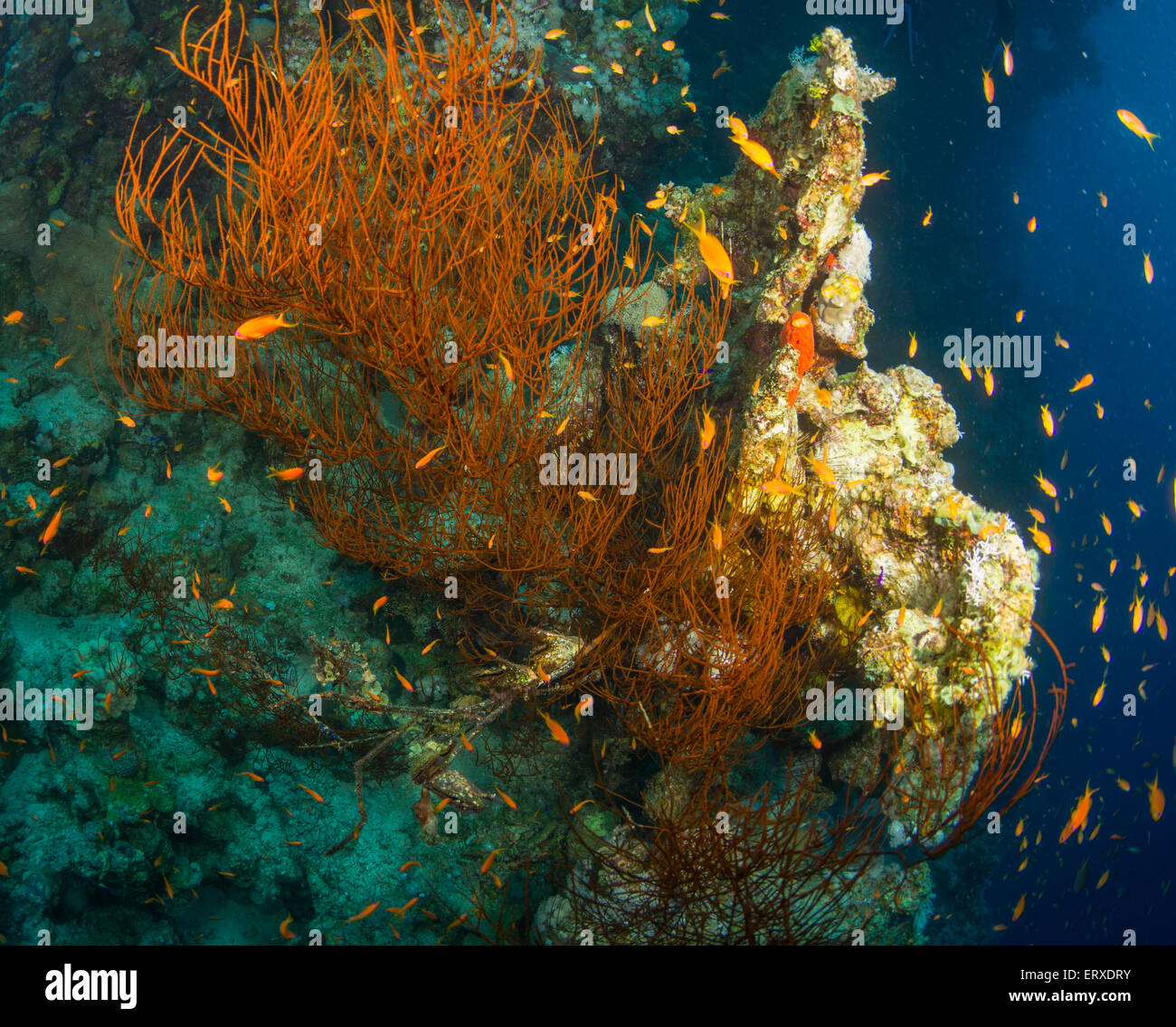 Landscape of Red Sea reef Stock Photo - Alamy