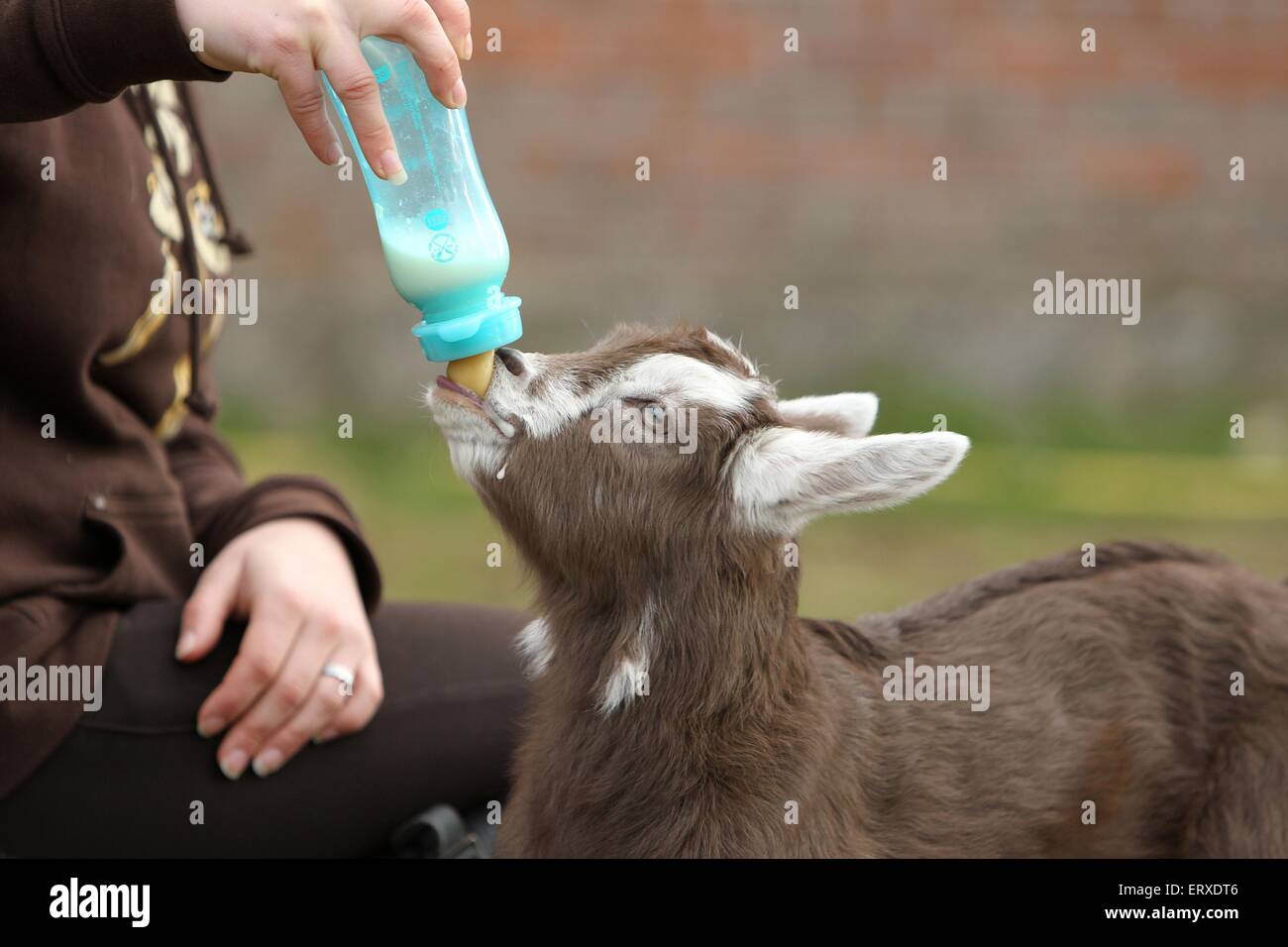 Human Breeding High Resolution Stock Photography and Images - Alamy