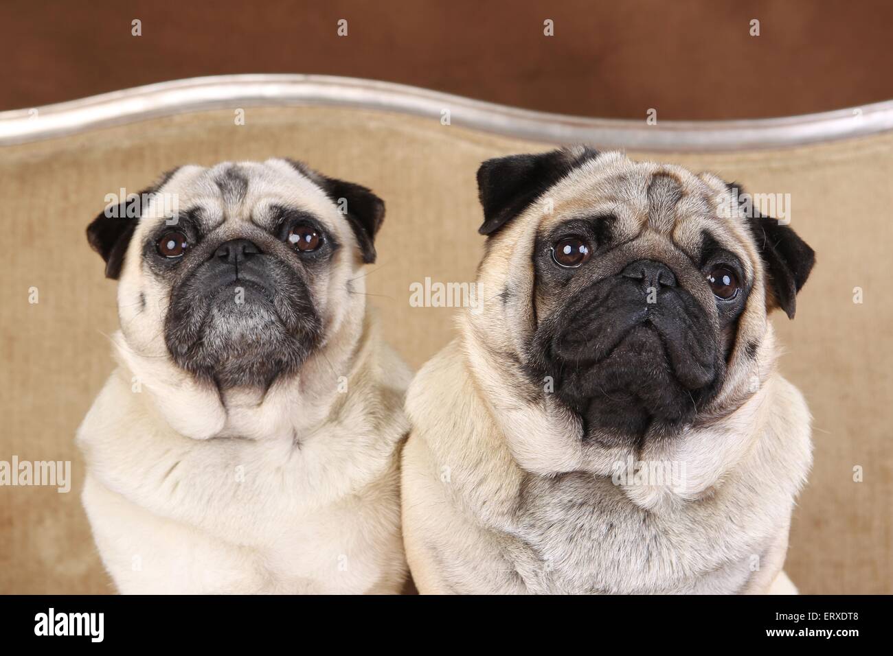 Two pugs hi-res stock photography and images - Alamy