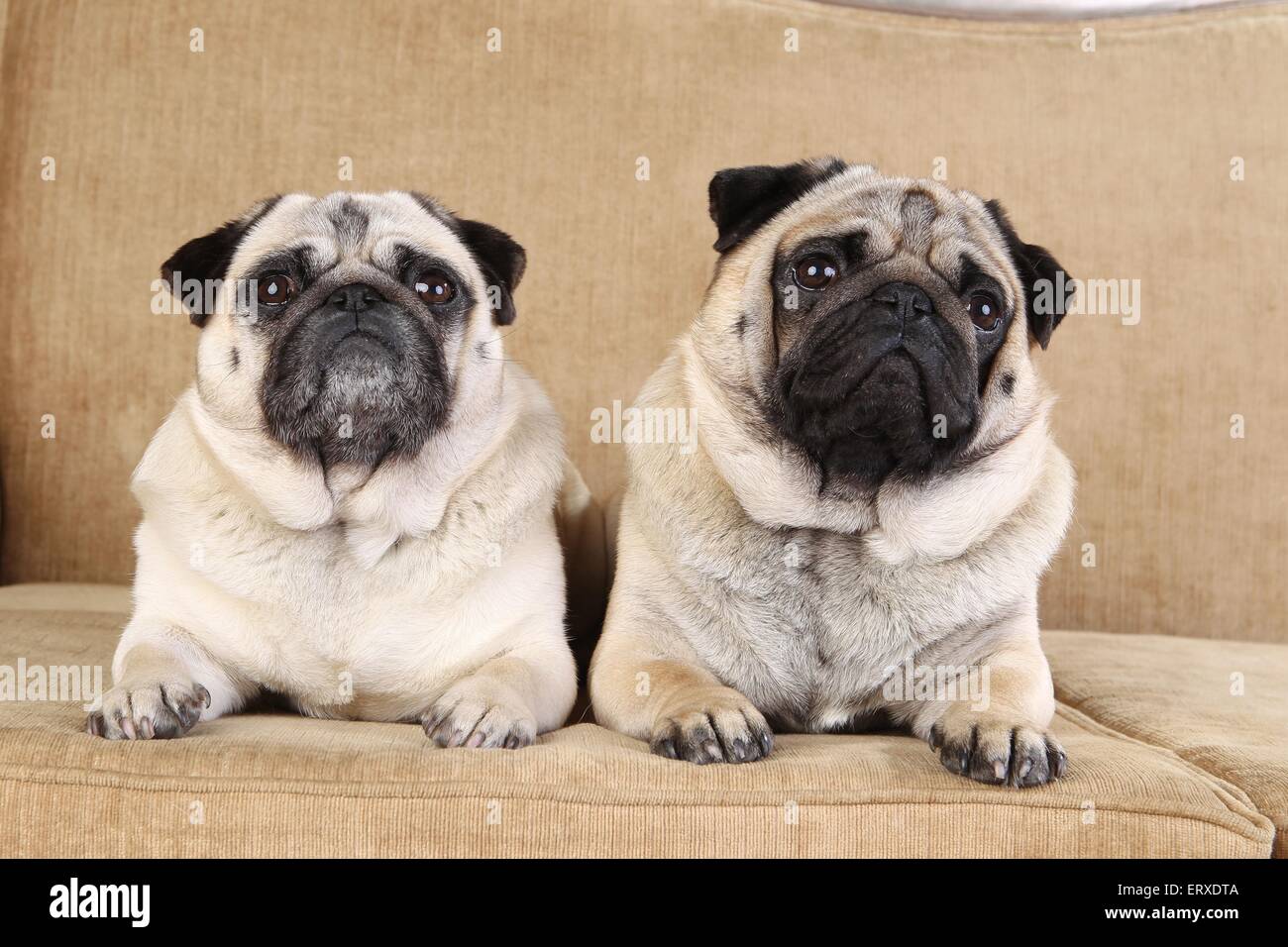 Two pugs hi-res stock photography and images - Alamy