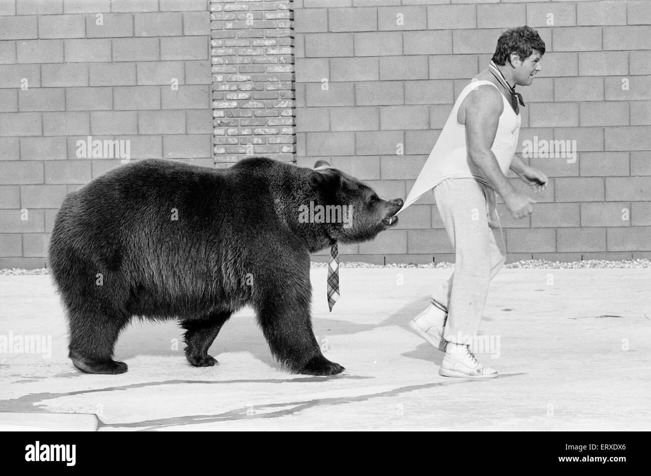 Hercules bear hi-res stock photography and images - Alamy