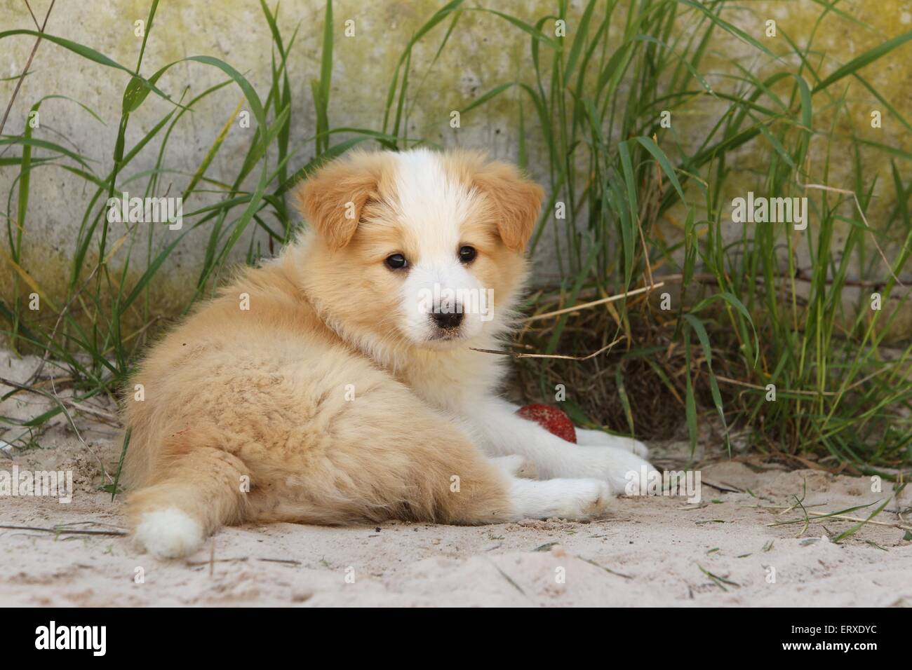 Border Collie Back High Resolution Stock Photography and Images - Alamy