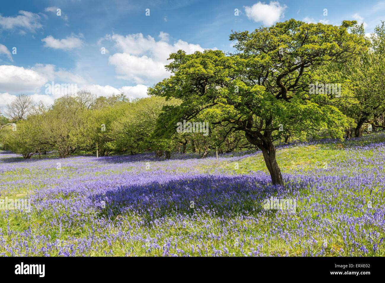 Bluebells at Wharfe Wood Stock Photo - Alamy