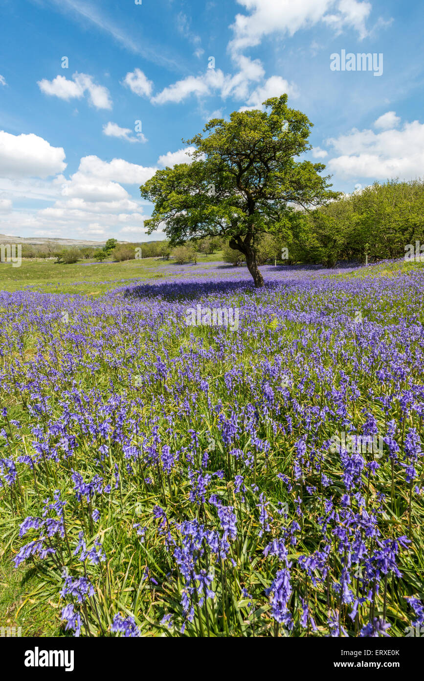 Bluebells at Wharfe Wood Stock Photo - Alamy