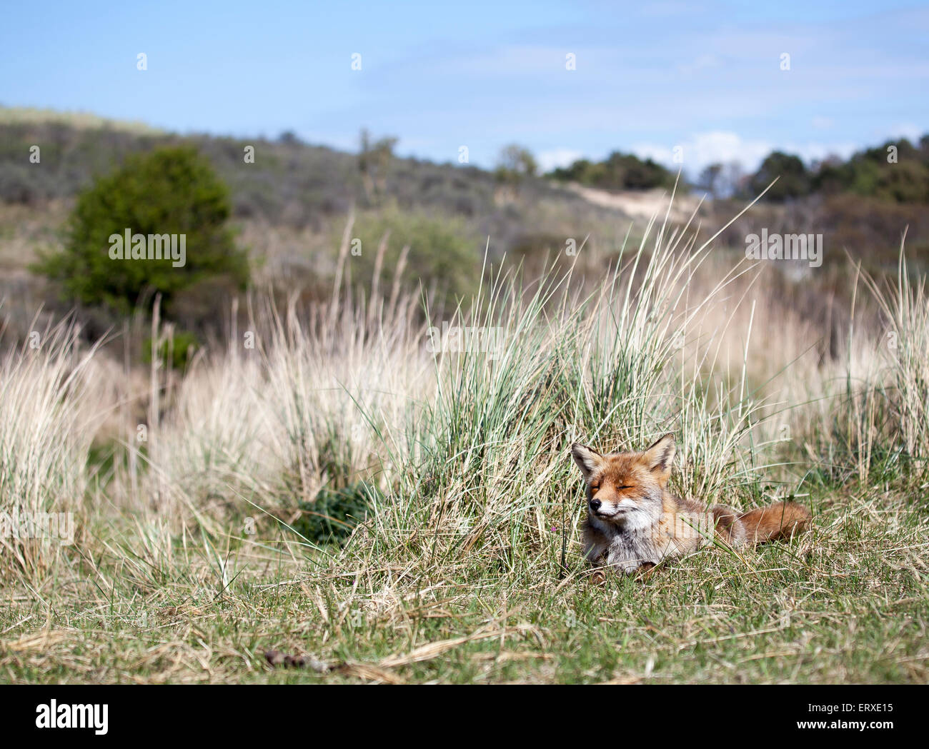 Red fox laying in the dunes Stock Photo - Alamy