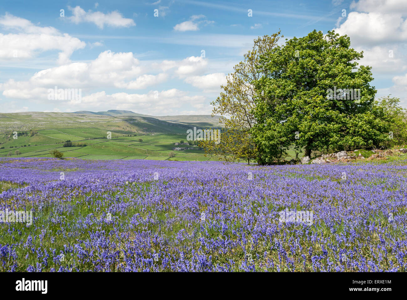 Bluebells at Wharfe Wood Stock Photo - Alamy