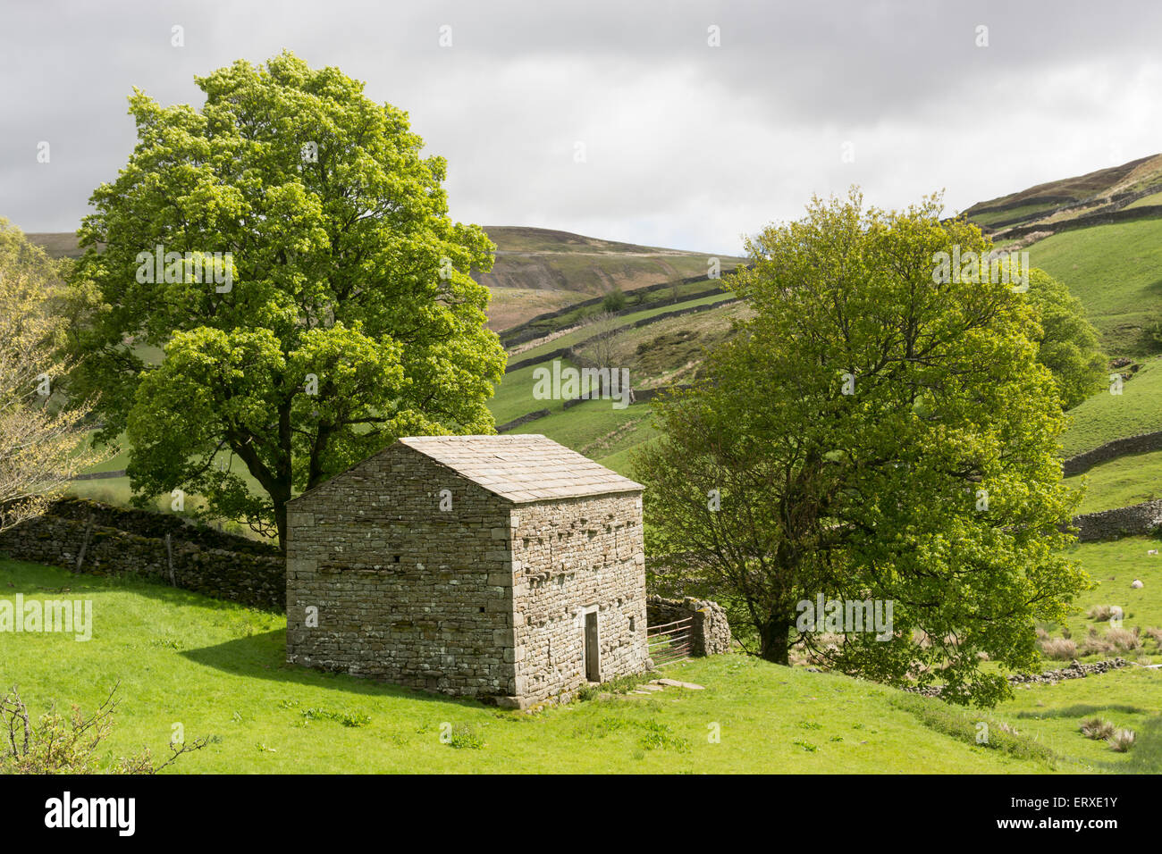 Barn and two trees in Swaledale in the Yorkshire Dales Stock Photo - Alamy
