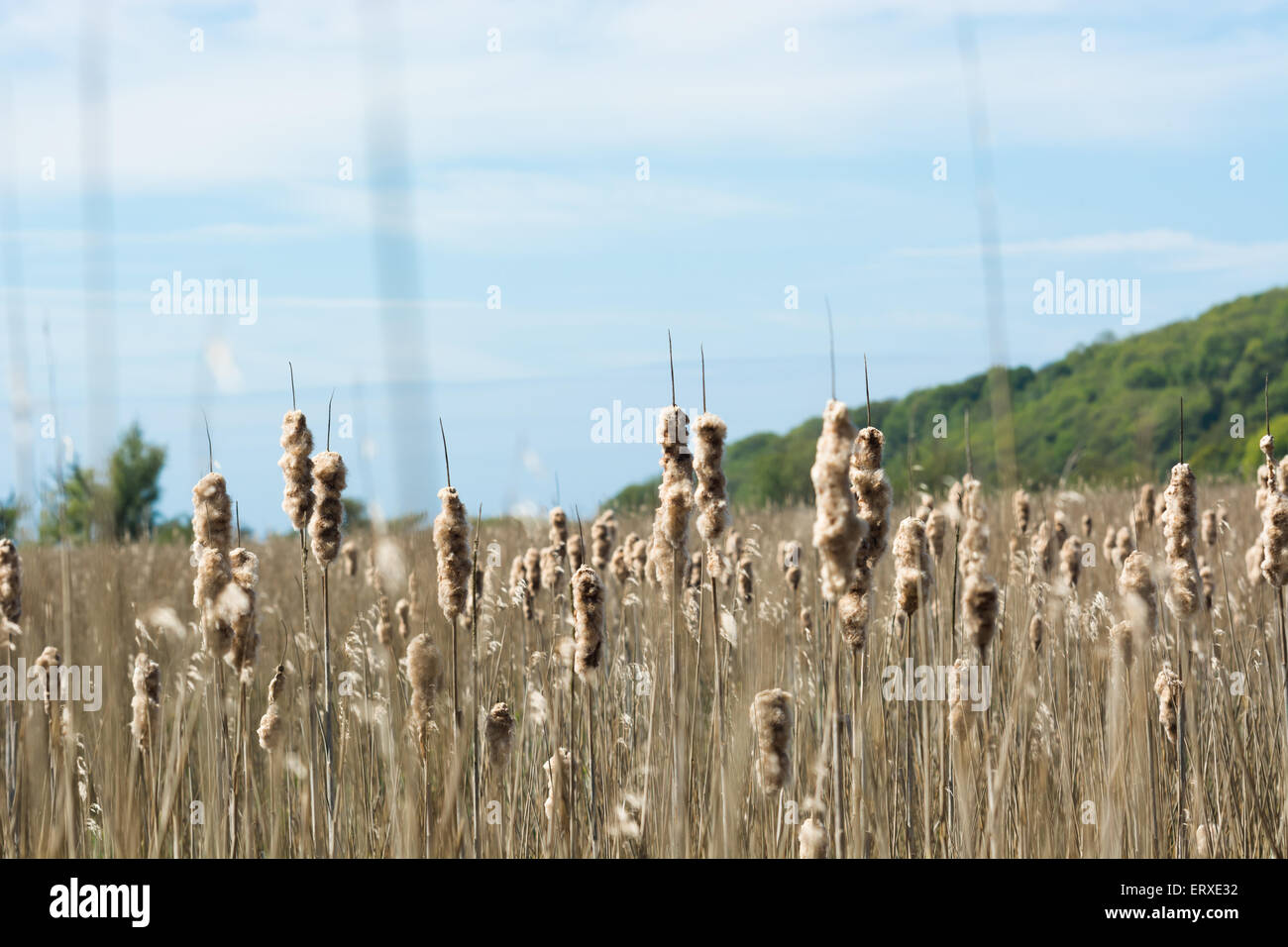 Dead Reed Mace heads in a reedbed Stock Photo - Alamy
