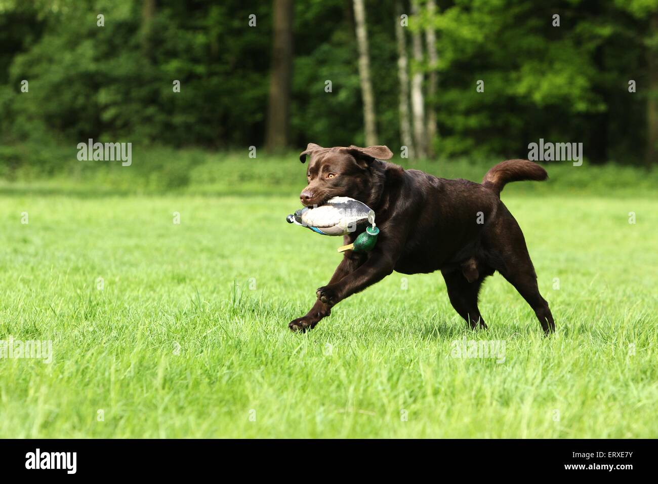 retrieving Labrador Retriever Stock Photo - Alamy
