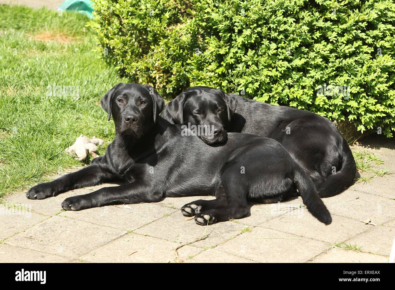 Labrador sleeping outdoors hi-res stock photography and images - Alamy