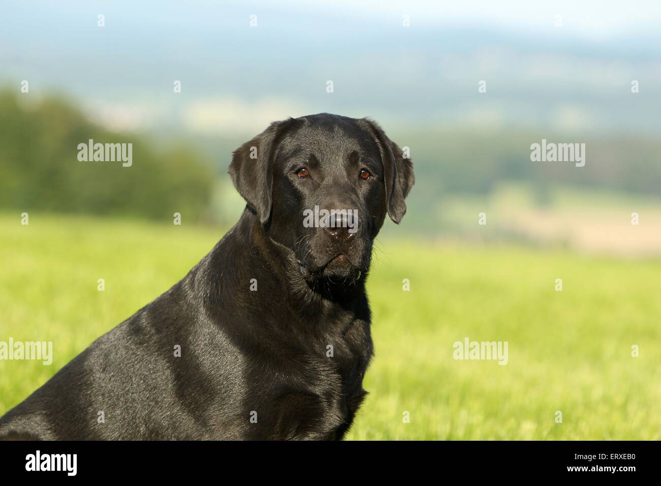young Labrador Retriever Stock Photo - Alamy