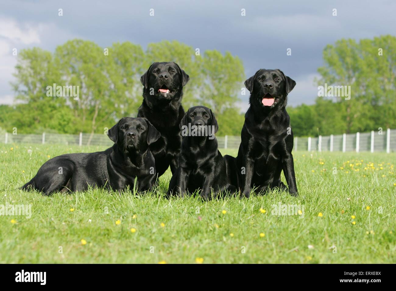 4 retrievers hi-res stock photography and images - Alamy