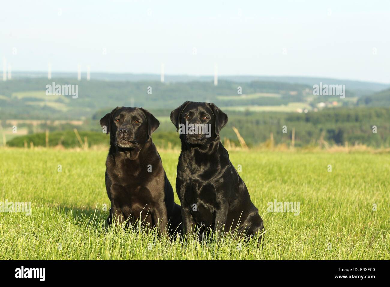 2 Labrador Retrievers Stock Photo - Alamy