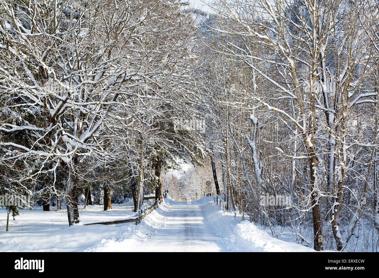 Snow covered trees and road, Alps Stock Photo - Alamy