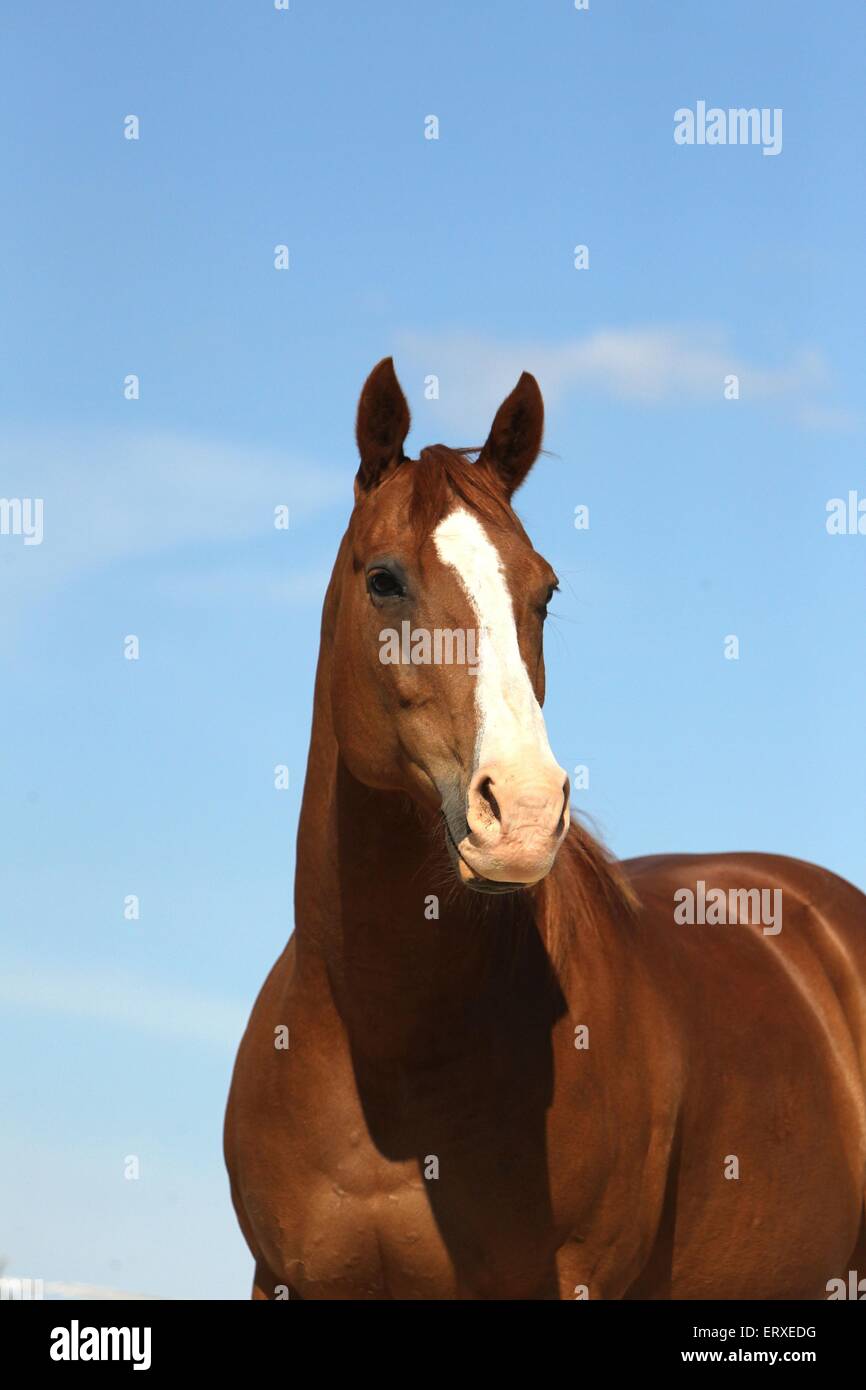 Sorrel Quarter Horse High Resolution Stock Photography and Images - Alamy