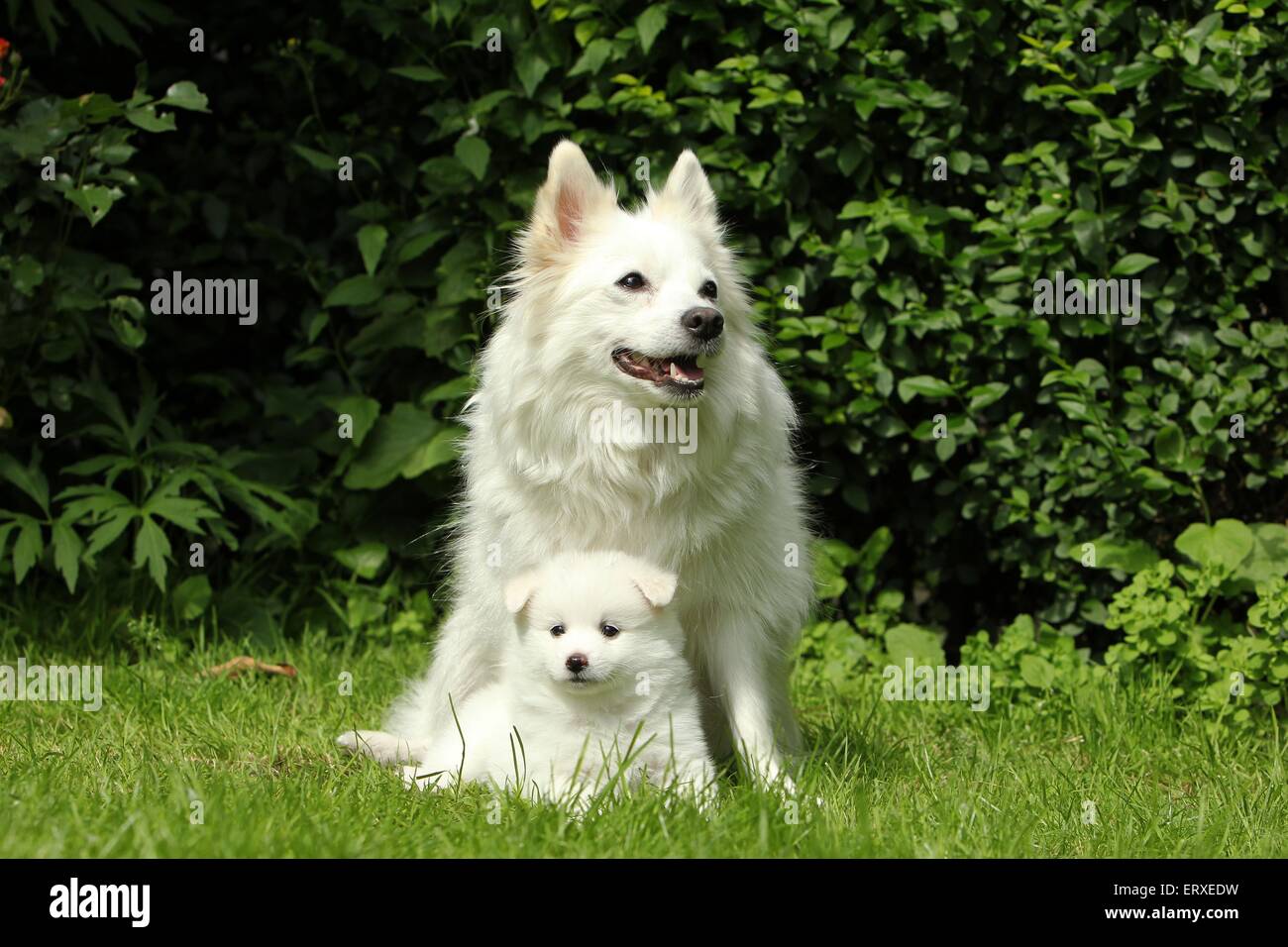German spitz dog hi-res stock photography and images - Alamy