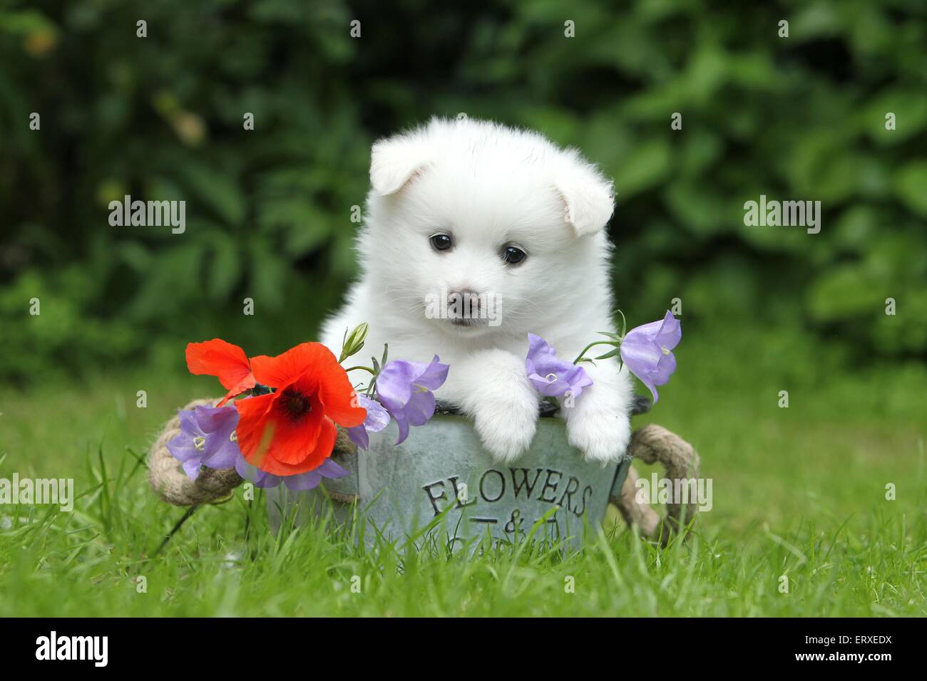 German Spitz Puppy Stock Photo - Alamy