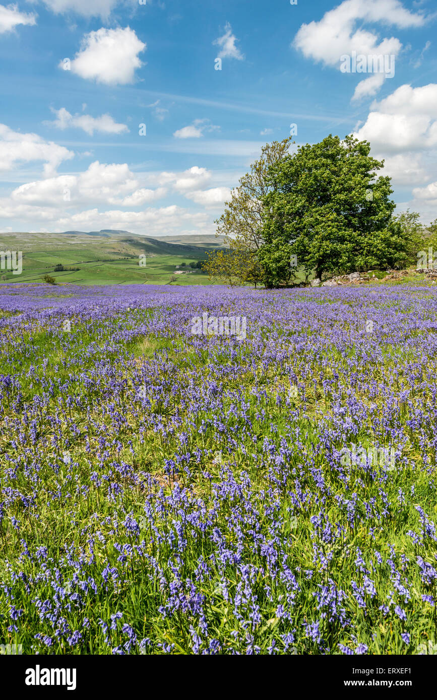 Bluebells at Wharfe Wood Stock Photo - Alamy