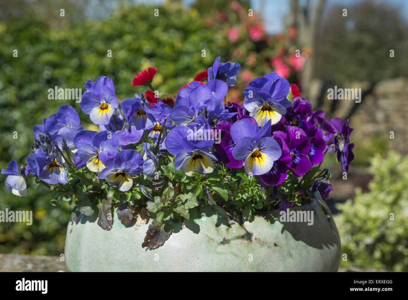 Violas in a pot Stock Photo - Alamy