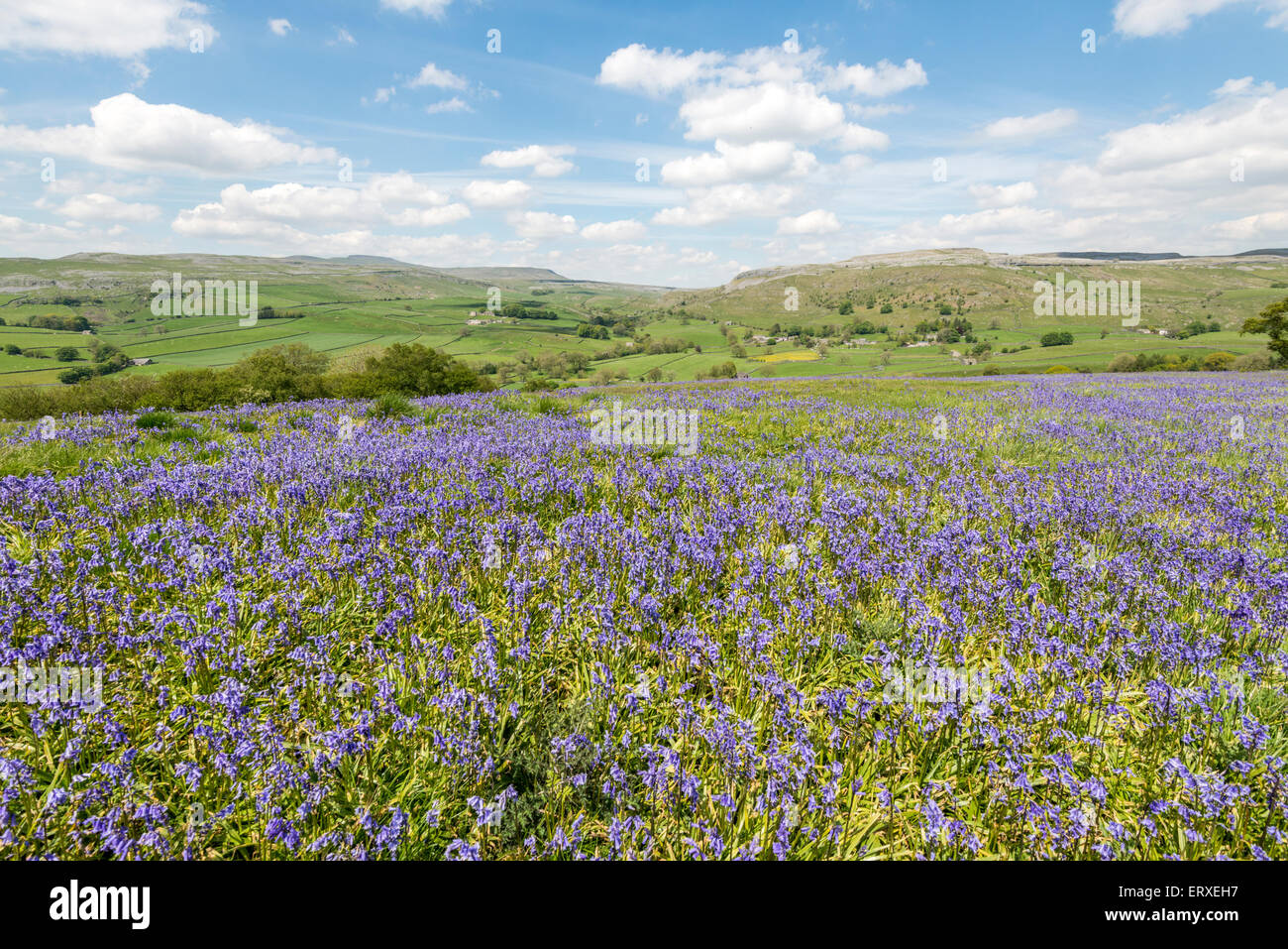 Bluebells at Wharfe Wood with Crumack Dale in the distance Stock Photo ...