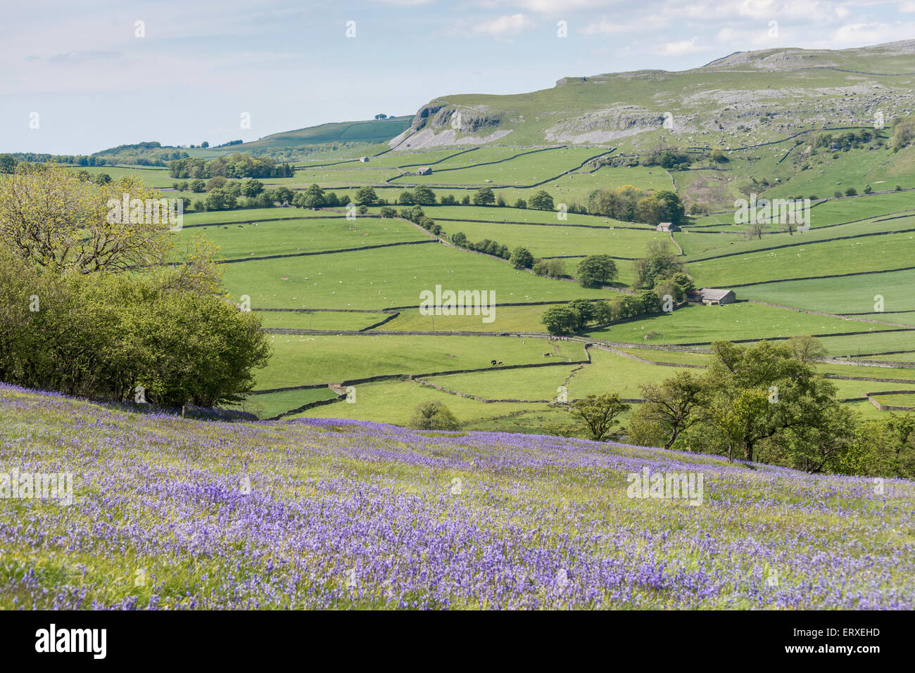 Bluebells and meadow fields from Wharfe Wood with Robin Proctor Scar in ...