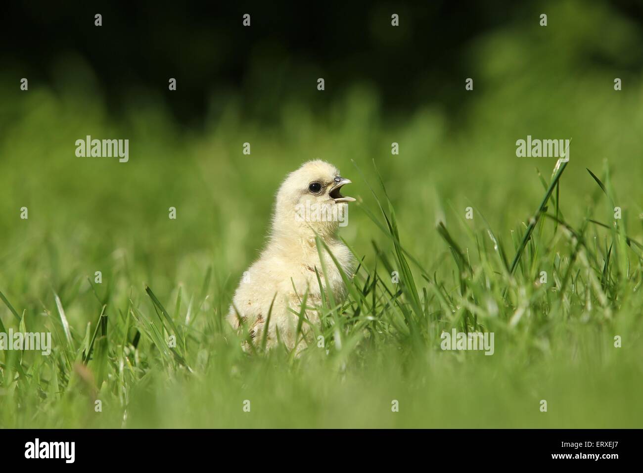 Chicken fowl hi-res stock photography and images - Alamy