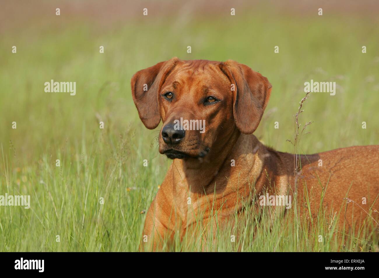 Rhodesian Ridgeback Portrait Stock Photo - Alamy