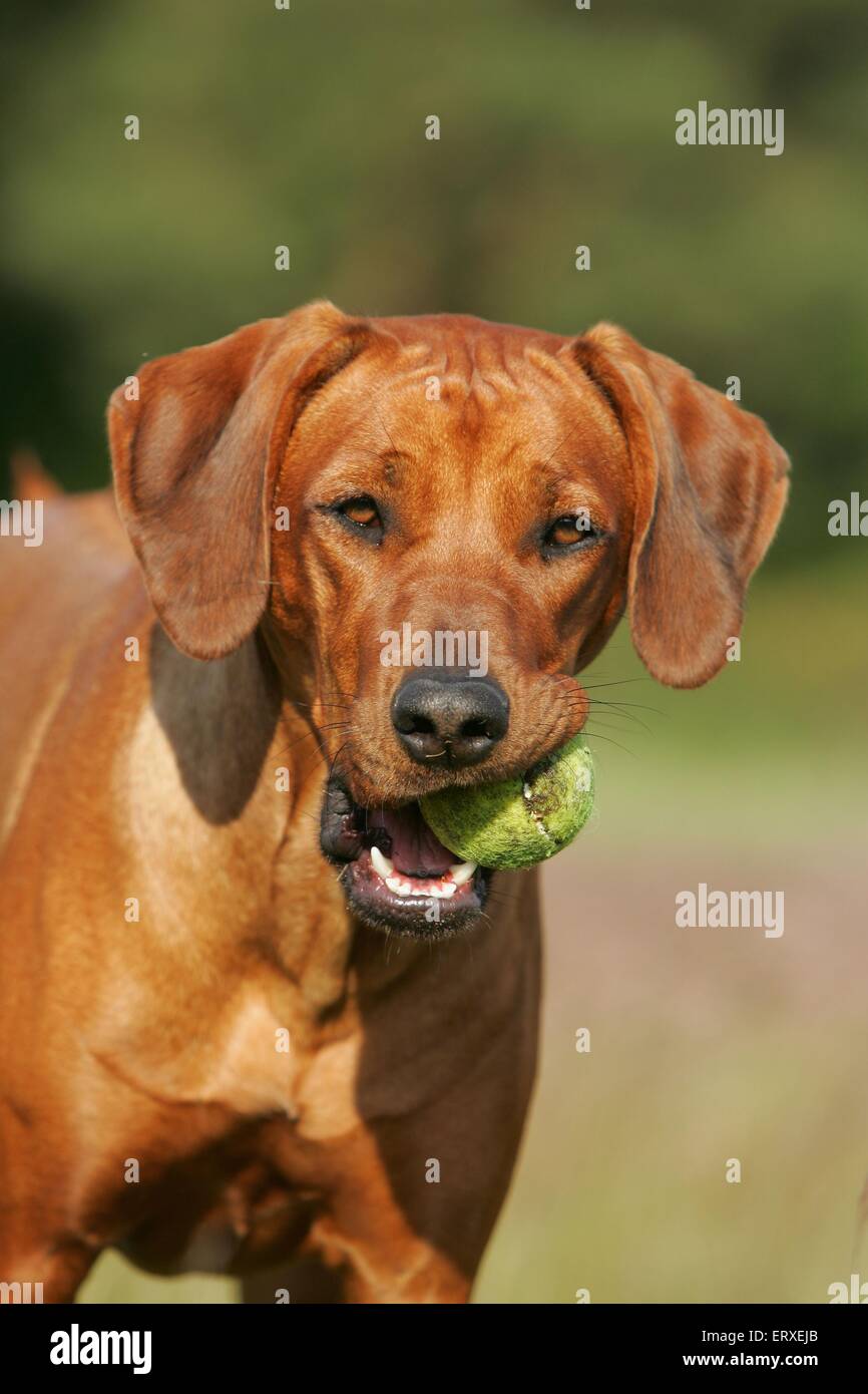 Rhodesian Ridgeback Portrait Stock Photo - Alamy