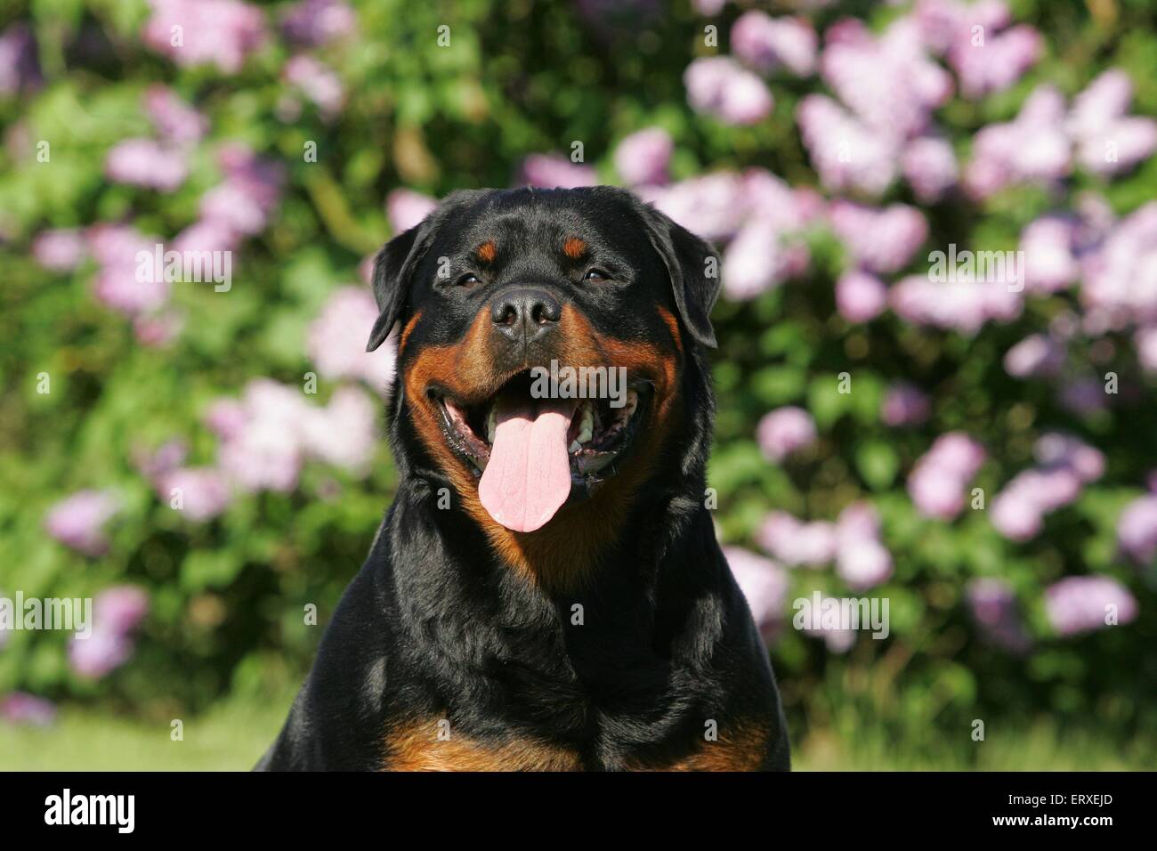 Portrait male rottweiler pet hi-res stock photography and images - Alamy