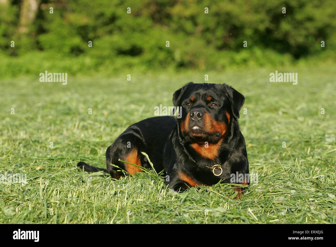 Rottweiler laying grass hi-res stock photography and images - Alamy