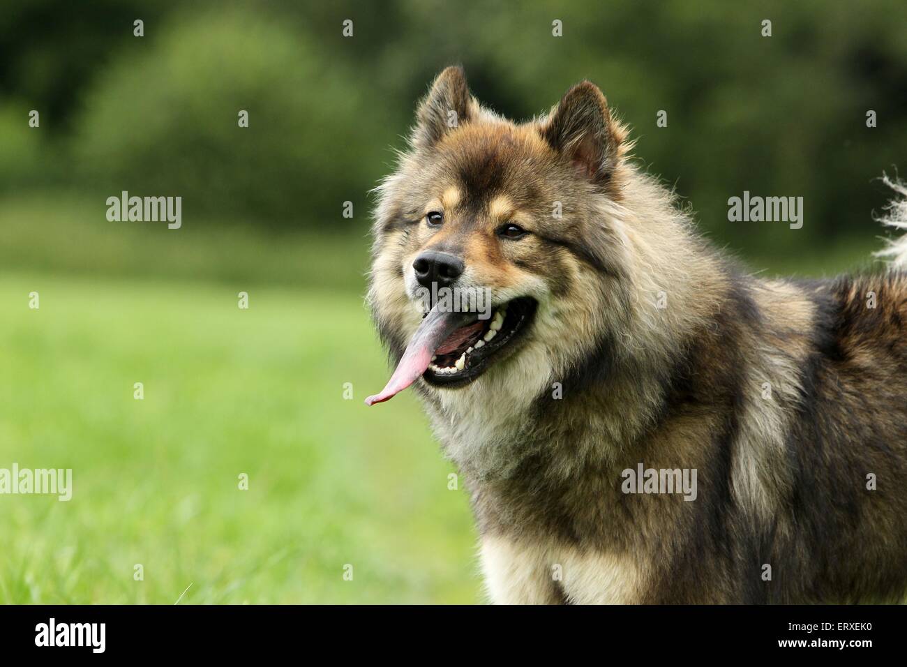 Eurasier dog portrait hi-res stock photography and images - Alamy