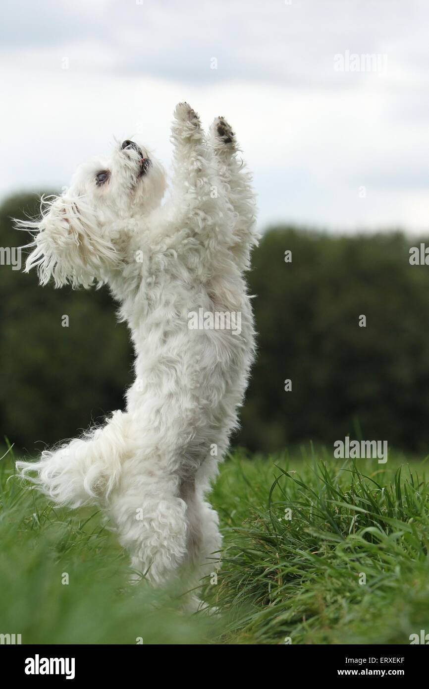 Maltese shows trick Stock Photo - Alamy