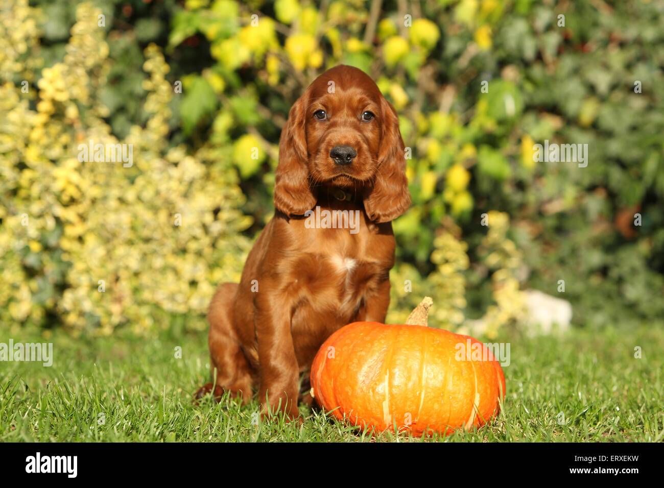 Sitting red irish setter hi-res stock photography and images - Alamy