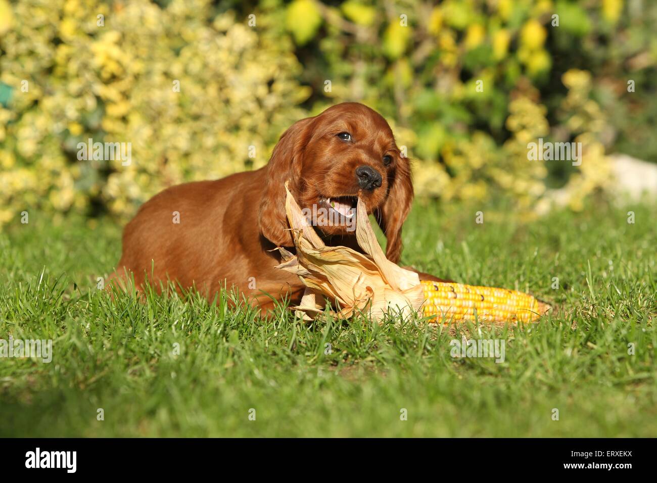 Irish Red Setter Puppy Stock Photo - Alamy