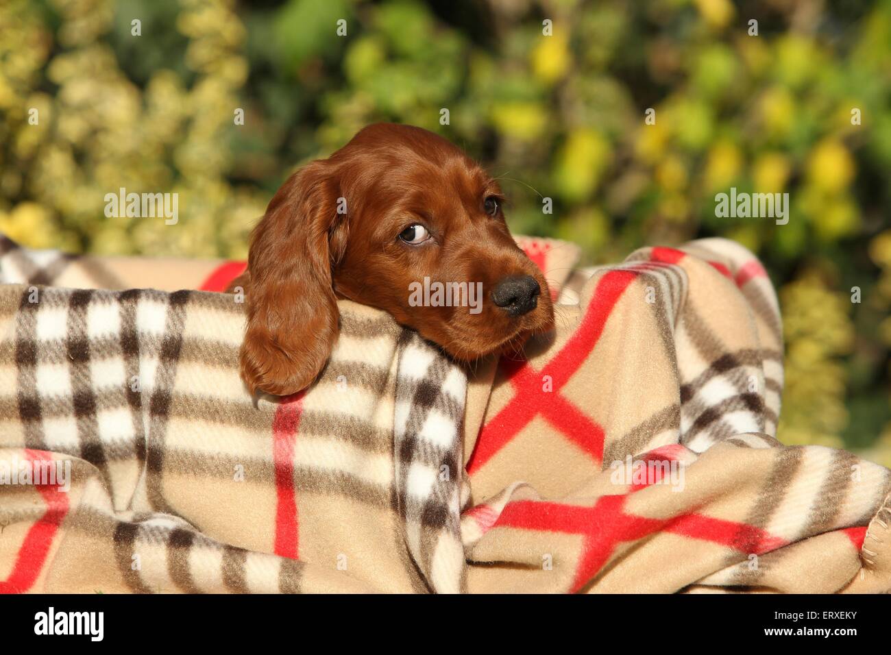 Irish Red Setter Puppy Stock Photo - Alamy