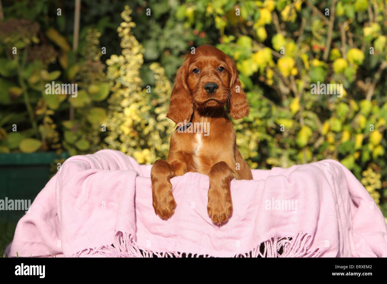 Irish Red Setter Puppy Stock Photo - Alamy