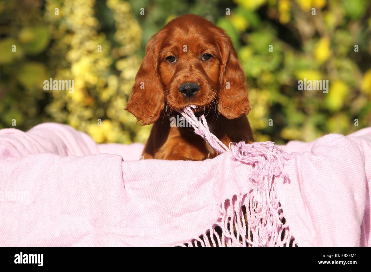 Irish Red Setter Puppy Stock Photo - Alamy