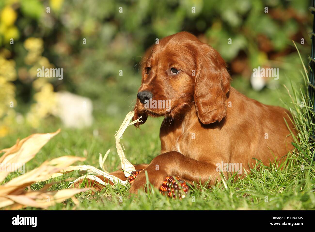 Irish Red Setter Puppy Stock Photo - Alamy