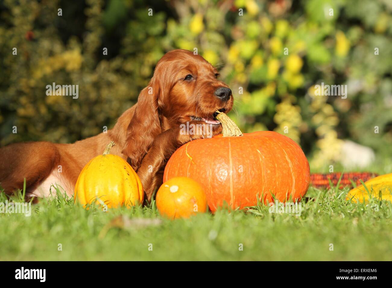 Adult nibbling baby hi-res stock photography and images - Alamy