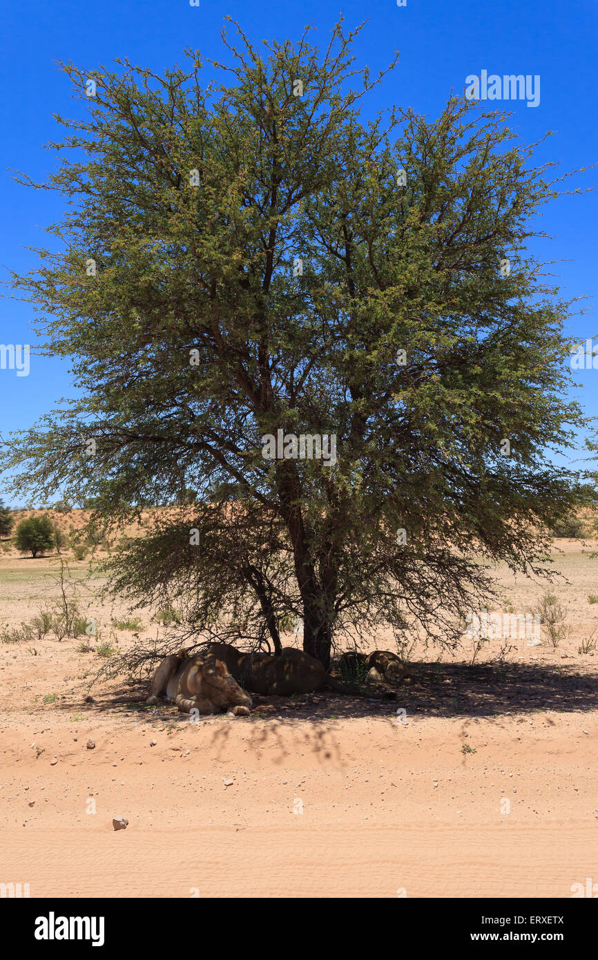 Lions sleeping under trees at Kgalagadi Transfontier Park, South Africa ...