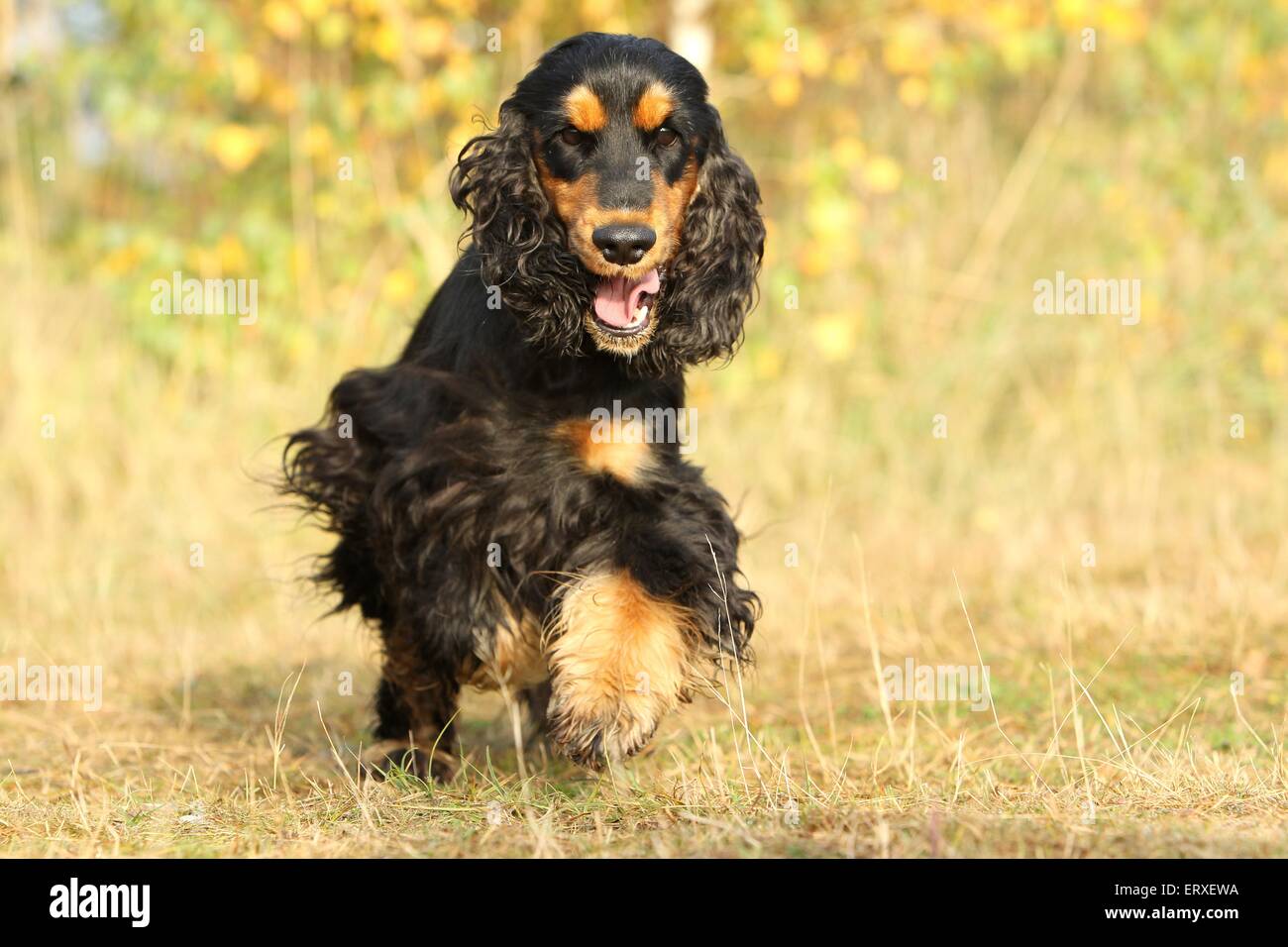 running English Cocker Spaniel Stock Photo - Alamy